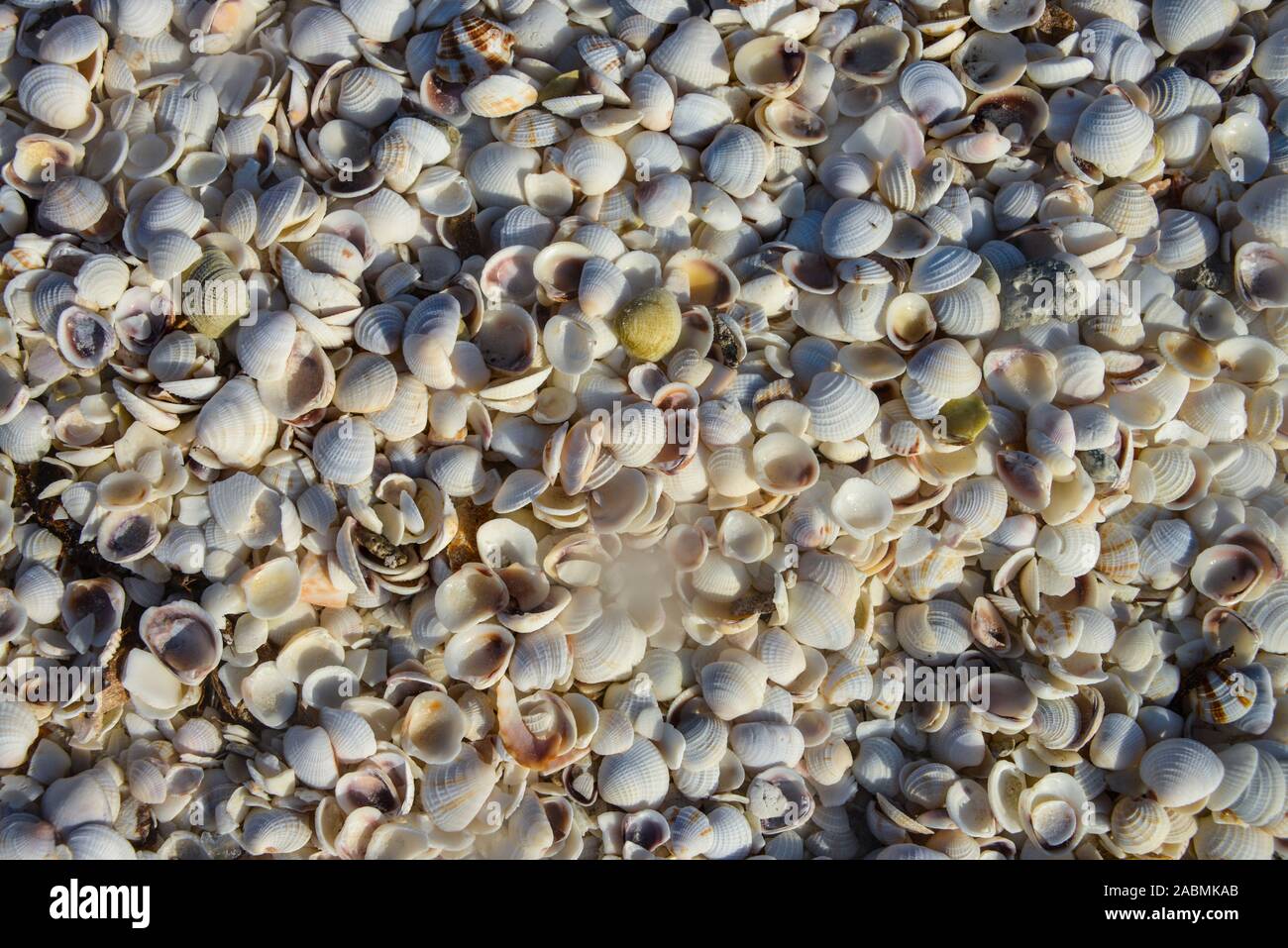 Viele muscheln hi-res stock photography and images - Alamy