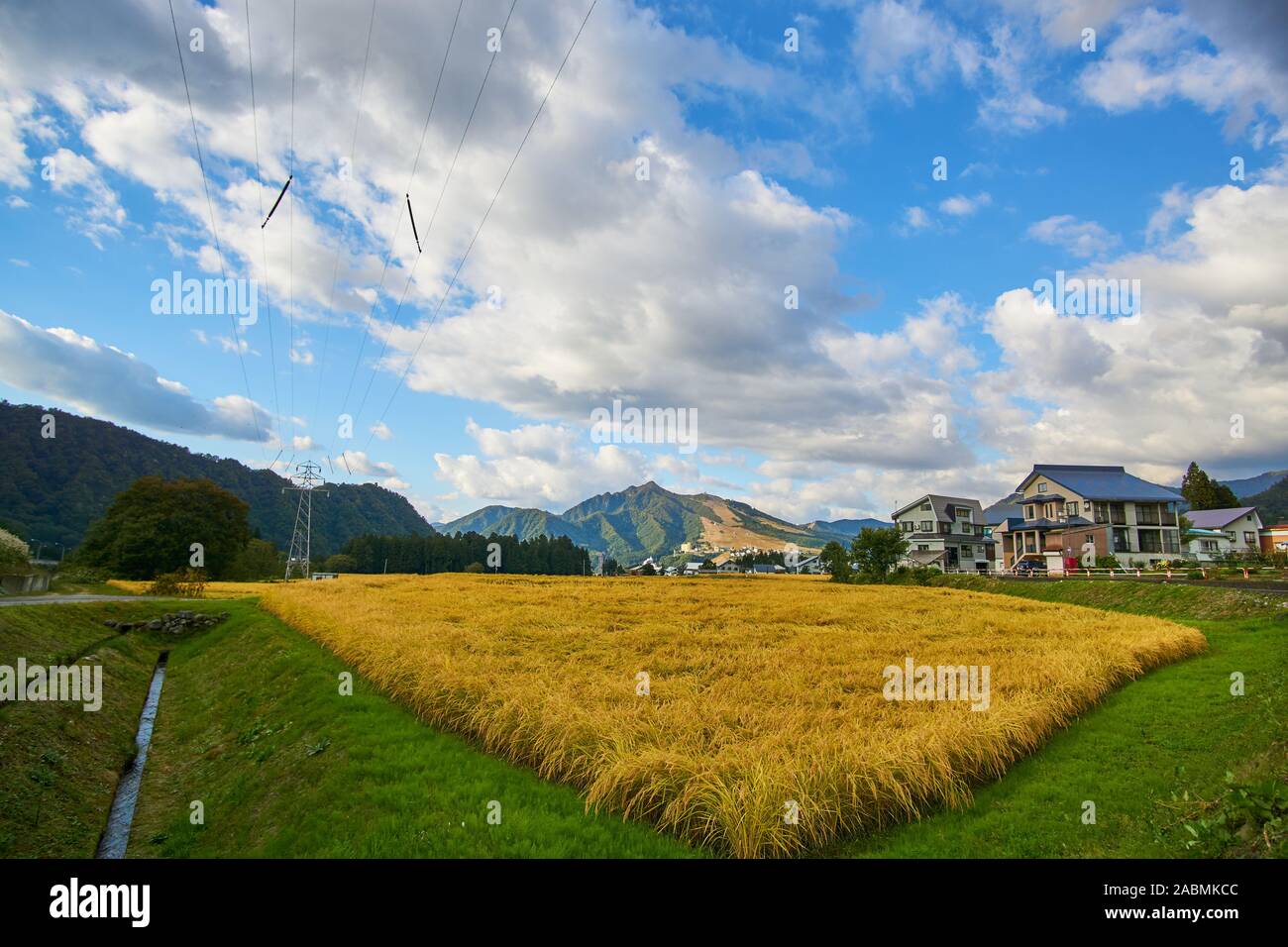 The yellow rice grasses (Oryza sativa) indicate that it is harvest time ...