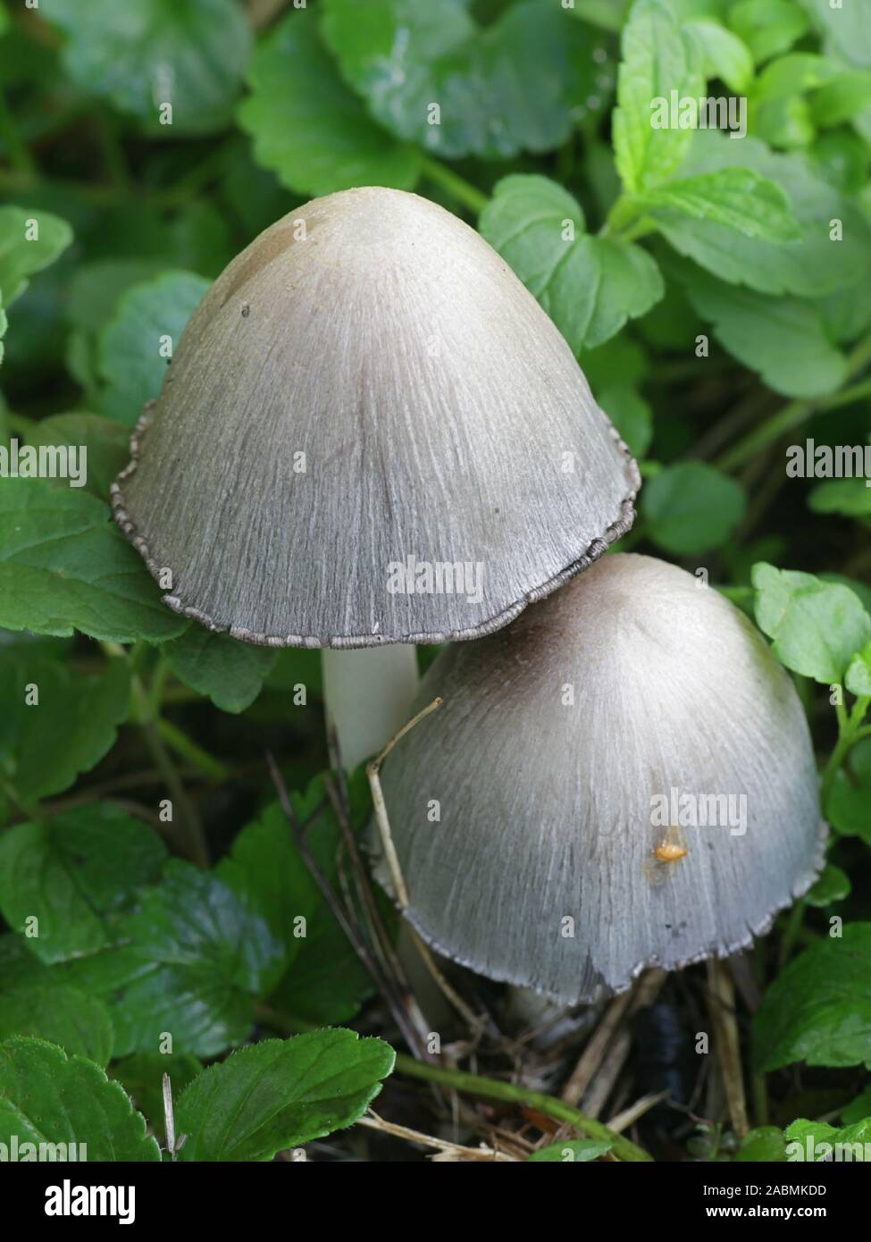 Common inkcap mushroom hi-res stock photography and images - Alamy