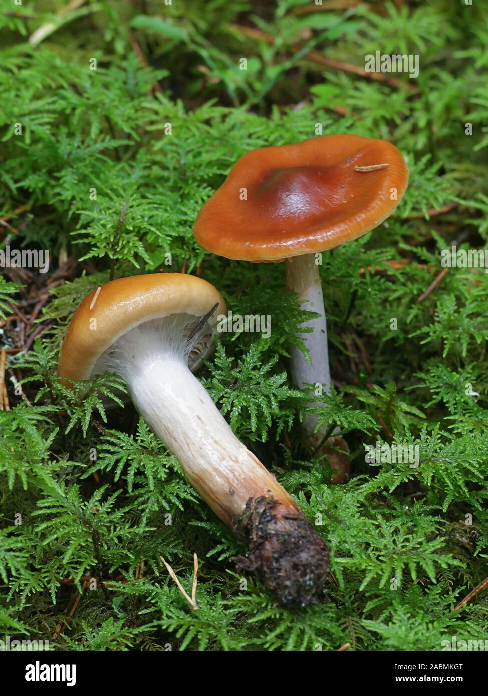 Cortinarius collinitus, known as the Blue-Girdled Webcap, wild ...