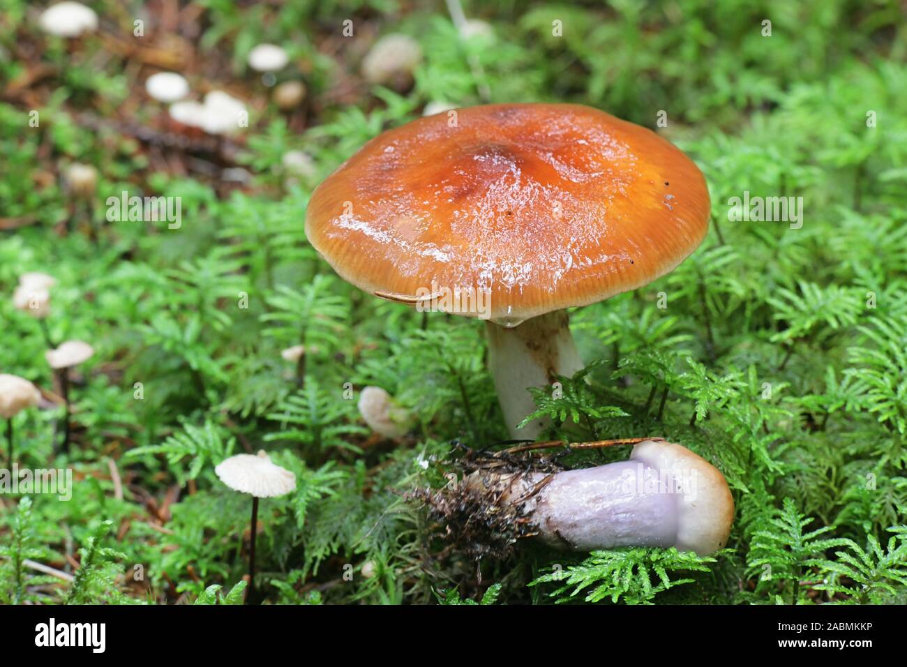 Cortinarius collinitus, known as the Blue-Girdled Webcap, wild fungus ...