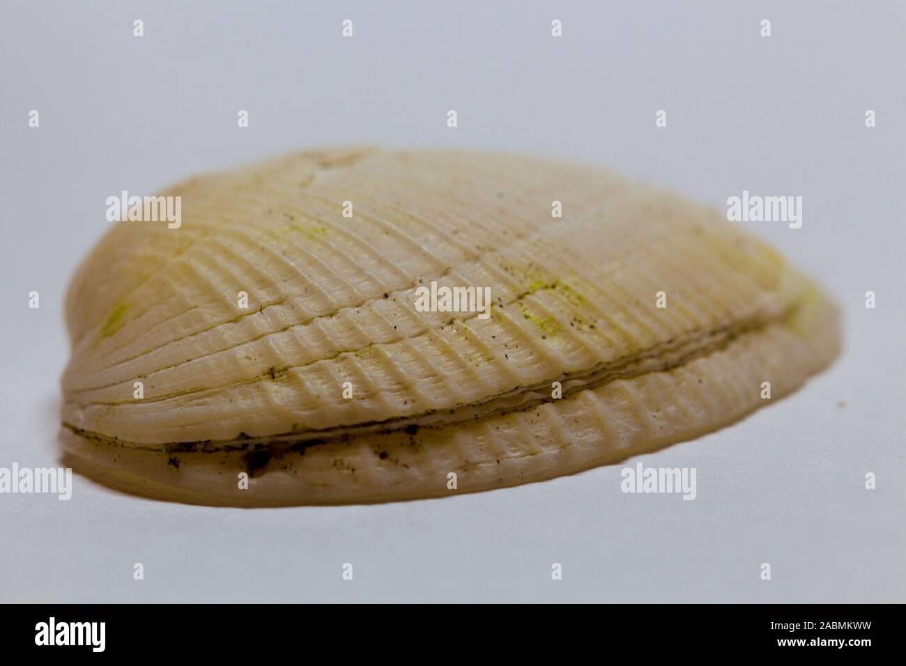 No shellfish collecting hi-res stock photography and images - Alamy