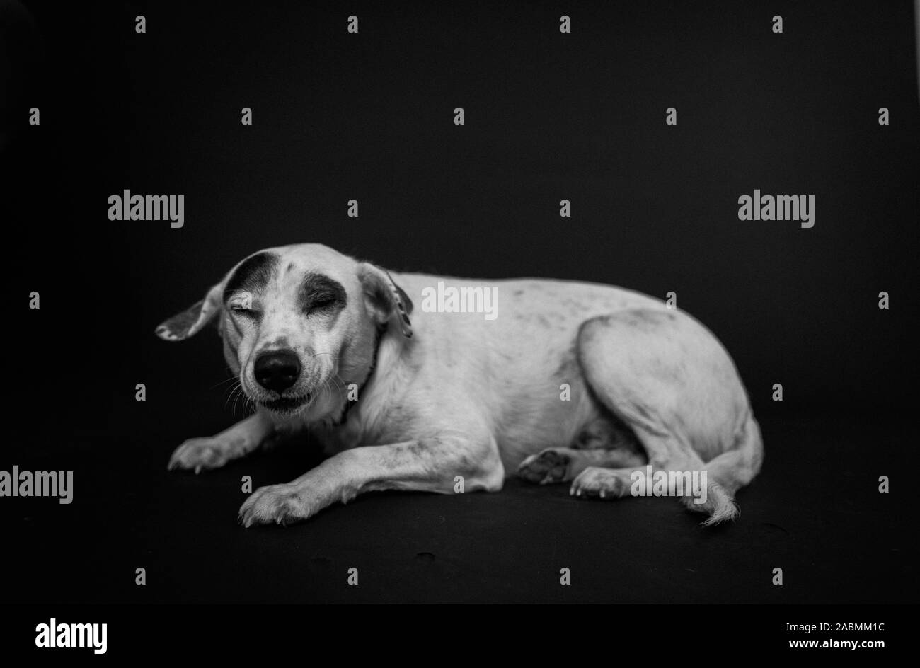 Jake the dog hi-res stock photography and images - Alamy