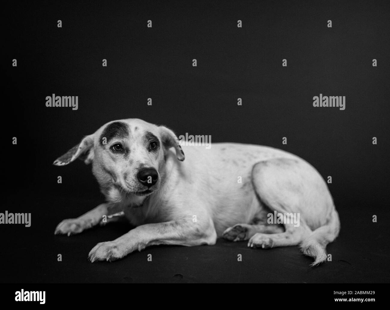 Jake the dog hi-res stock photography and images - Alamy