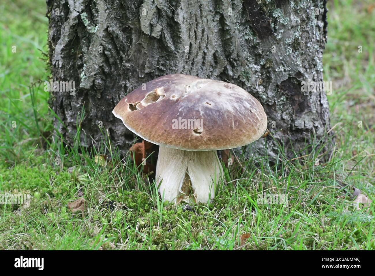 Boletus reticulatus (Boletus aestivalis), known as the summer cep or ...