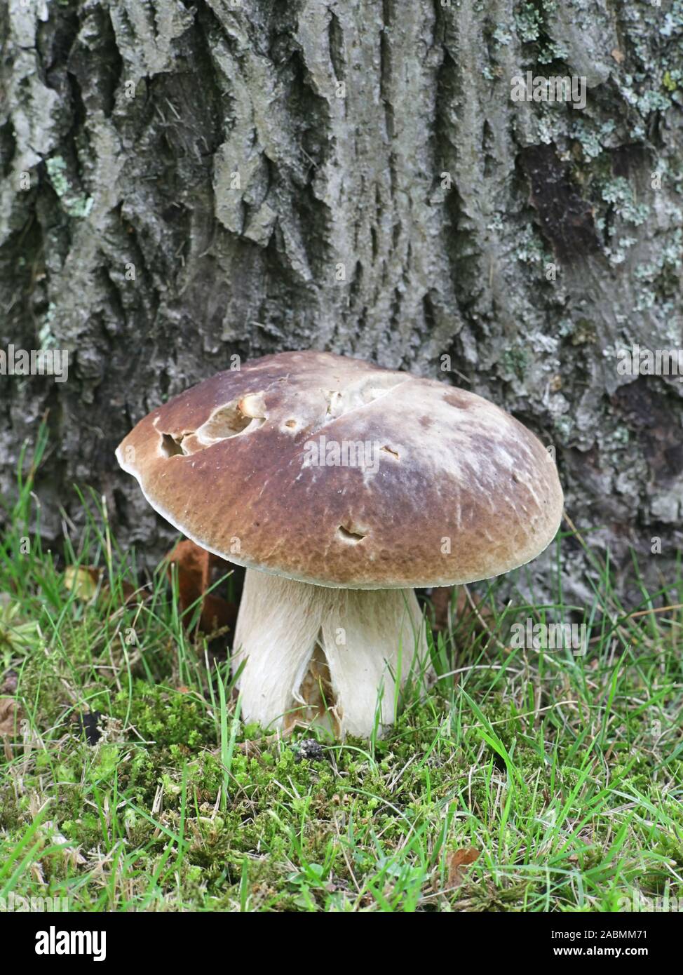 Boletus reticulatus (Boletus aestivalis), known as the summer cep or ...