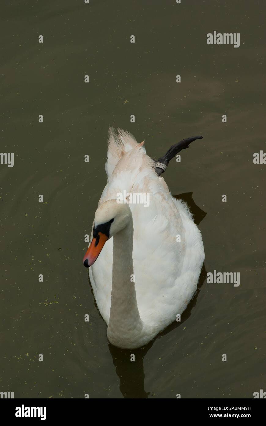 Swan With Ringed Leg High Resolution Stock Photography and Images - Alamy