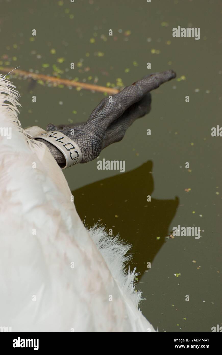 Swan with ringed leg hi-res stock photography and images - Alamy