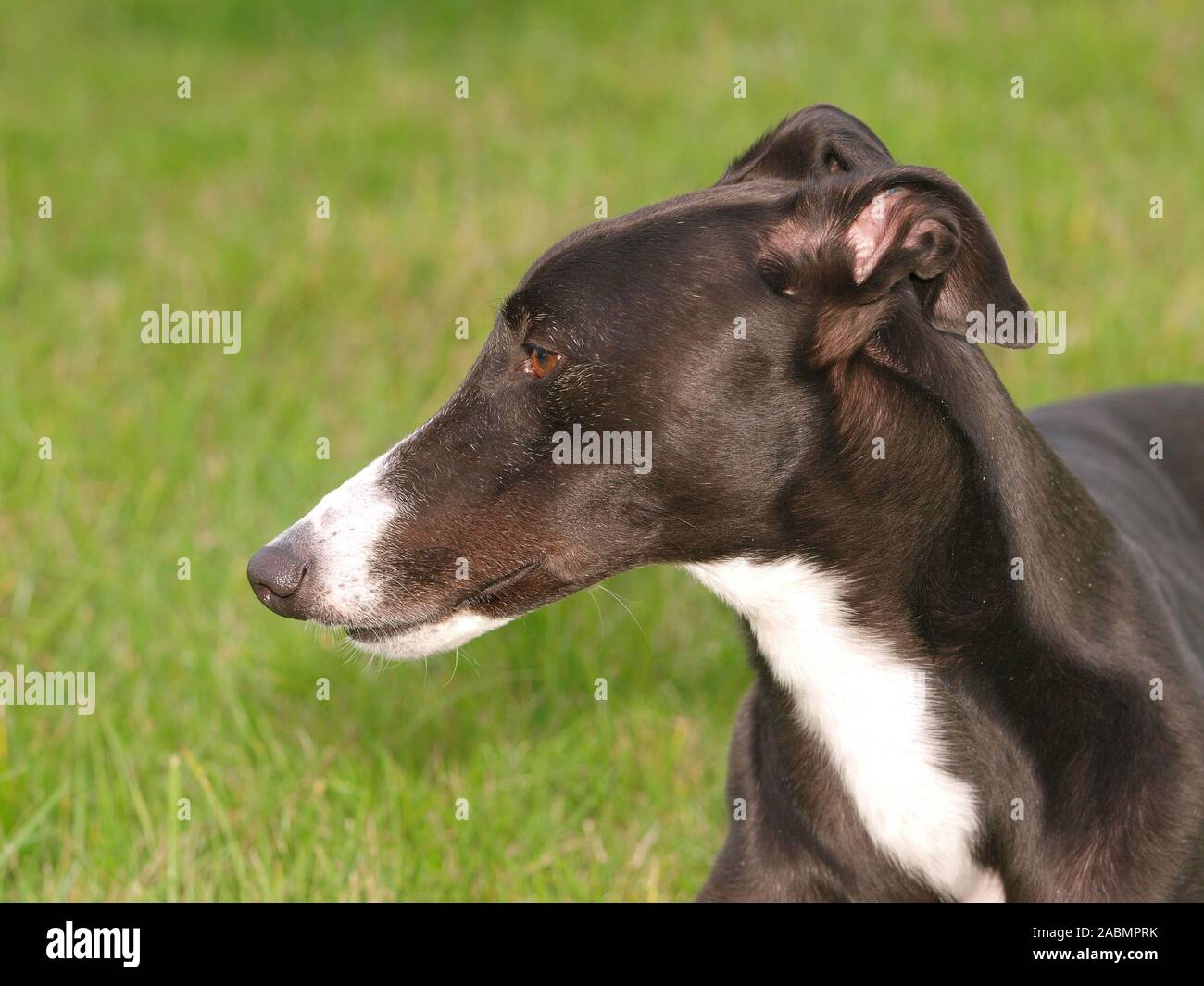 A beautiful greyhound lays down in a meadow Stock Photo - Alamy