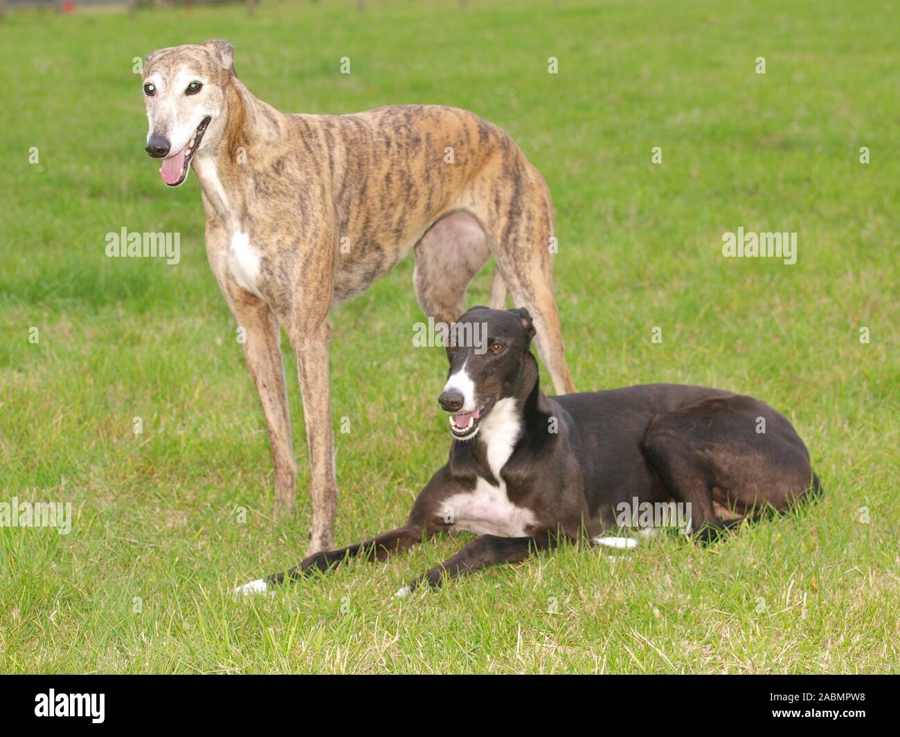 Two greyhound friends in a meadow Stock Photo - Alamy