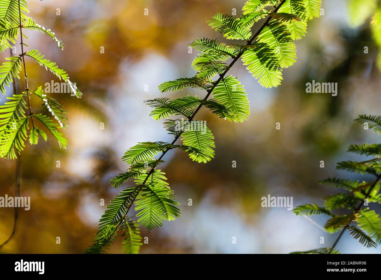 Sequoia leaves hi-res stock photography and images - Alamy