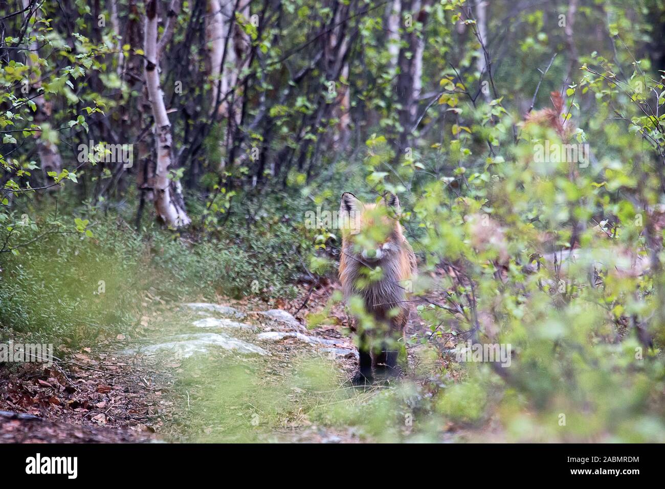 Fox faced nose to nose with man on the forest Scandinavian road and ...