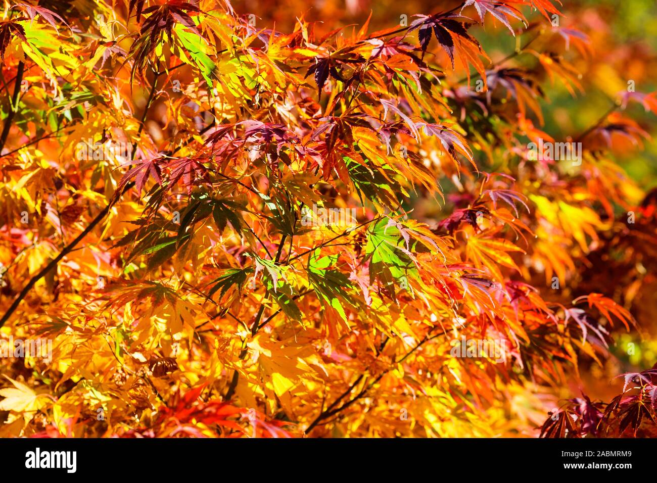 Acer palmatum matsumurae tree hi-res stock photography and images - Alamy