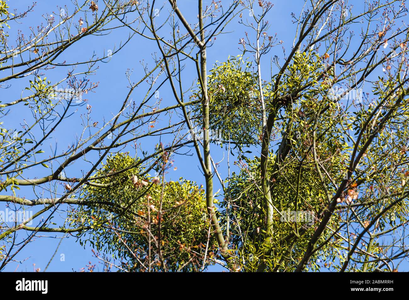 Parasite tree hi-res stock photography and images - Alamy