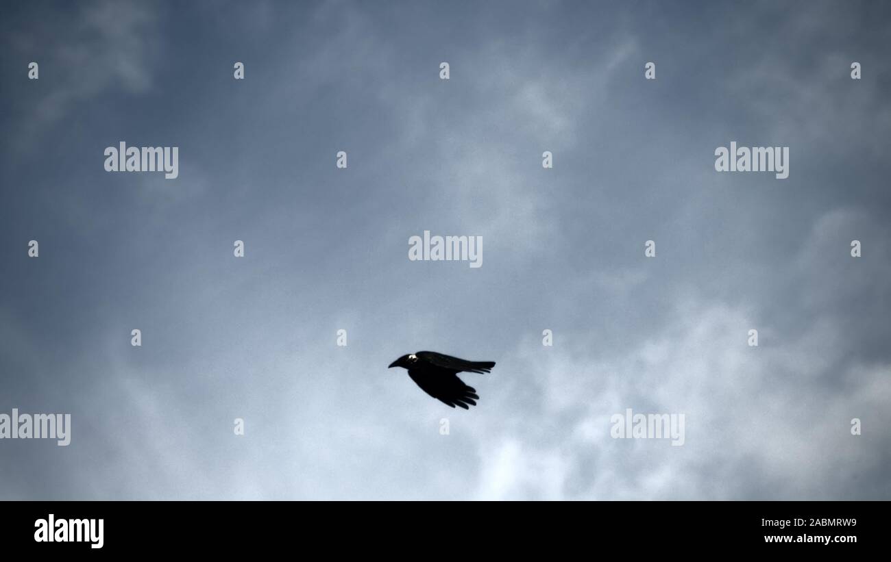 grey crow in flight. Advanced species of commensal animals. Hoodie ...
