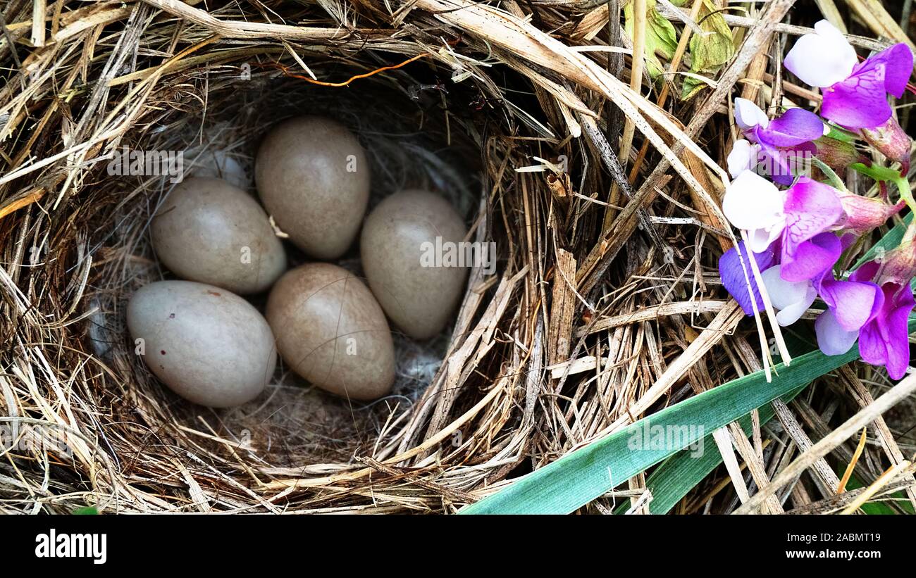 Blue-headed wagtail or Yellow Wagtail (Motacilla flava thunbergi) nest ...