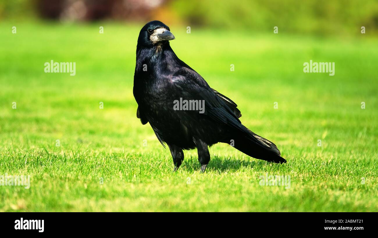 Big black bird hi-res stock photography and images - Alamy