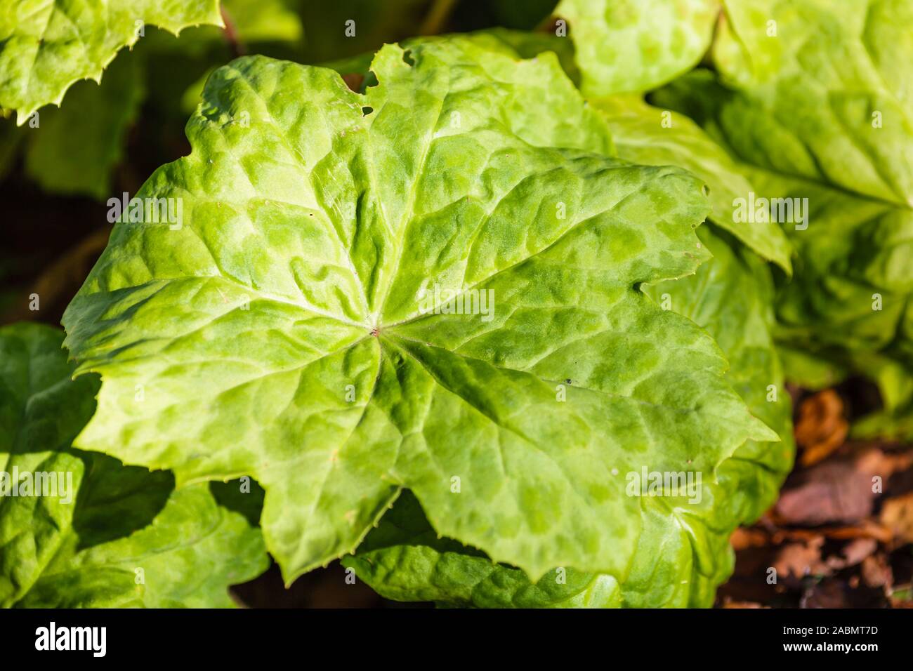 Spotty Dolly green leaves Stock Photo - Alamy