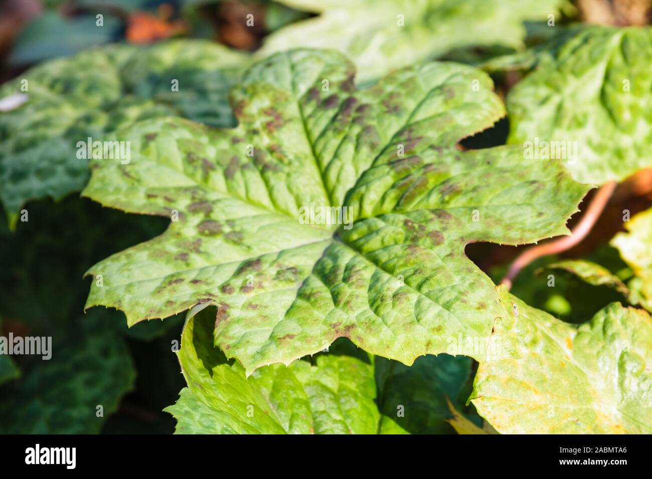 Spotty plant hi-res stock photography and images - Alamy