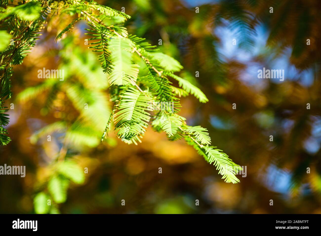 Sequoia leaves hi-res stock photography and images - Alamy