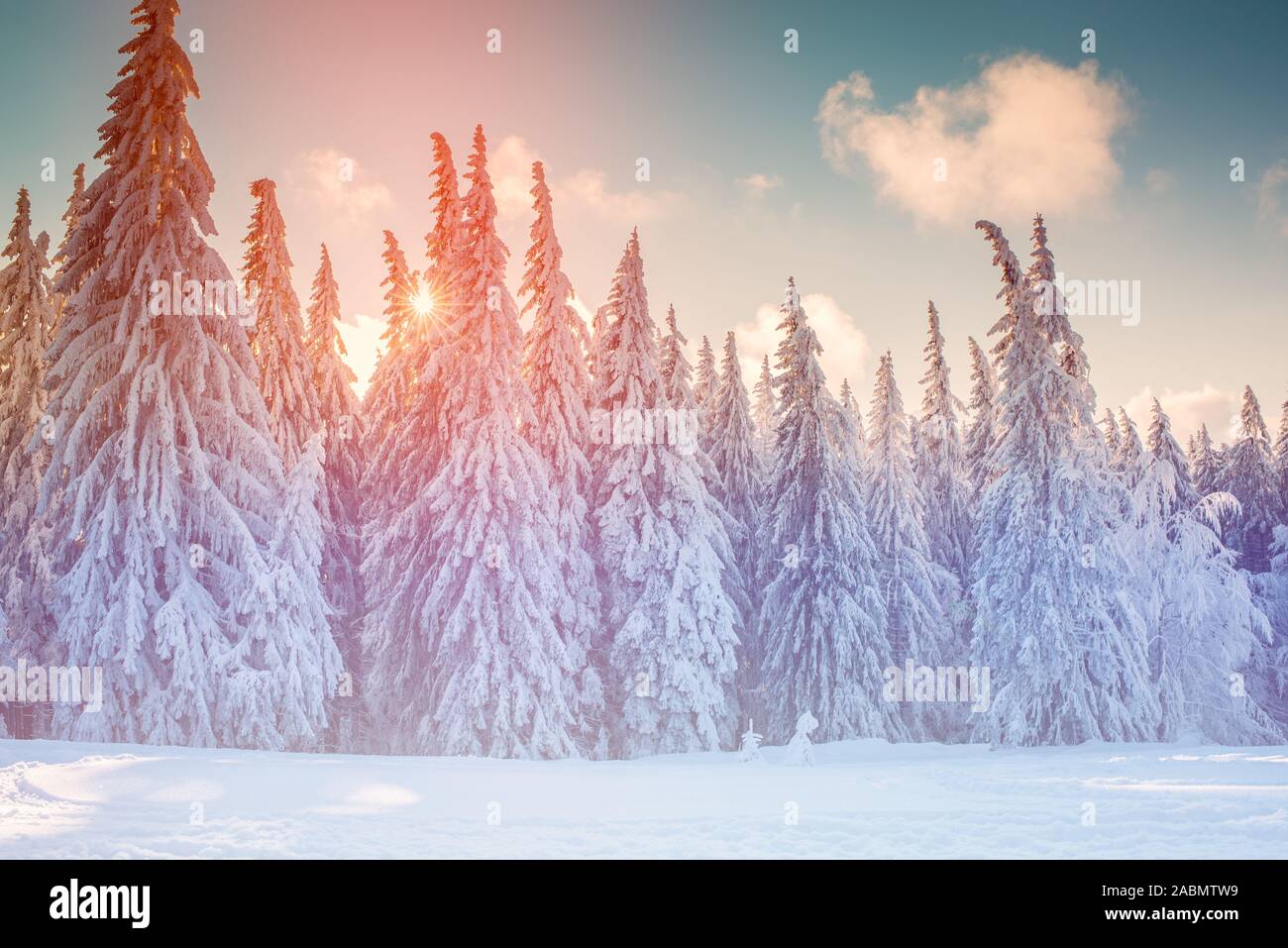 Pine Trees Snow Sunset
