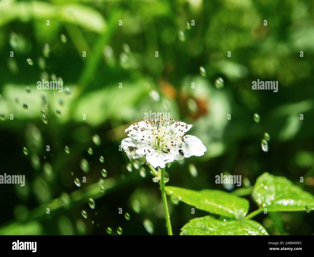 Pouring rain (heavy fall of rain) over flowering strawberry, wild ...