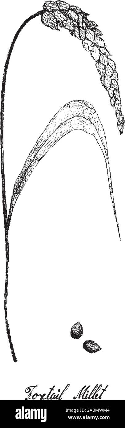 Illustration Hand Drawn Sketch of Bunch of Ripe Setaria Italica or ...