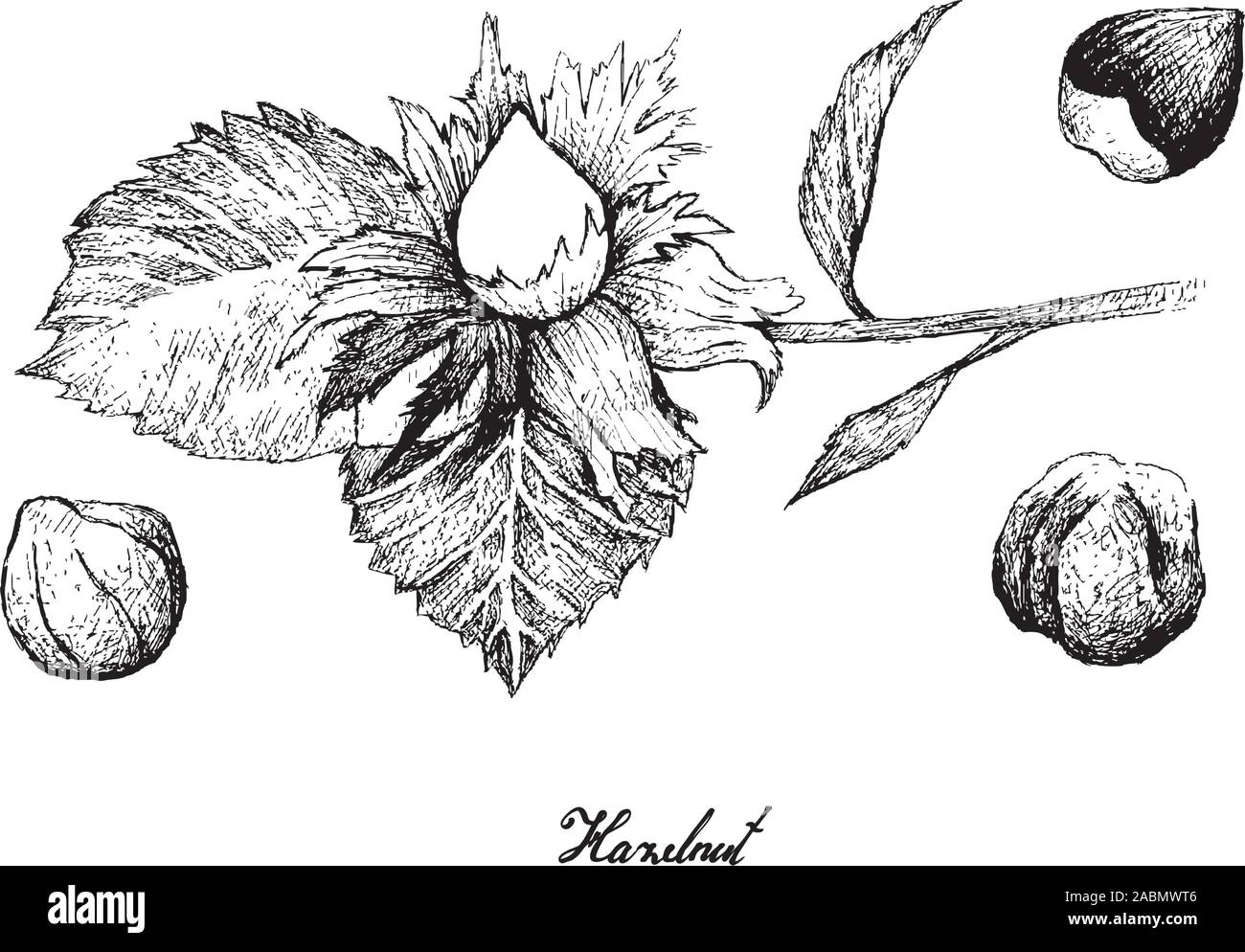 Hazelnut Tree Drawing