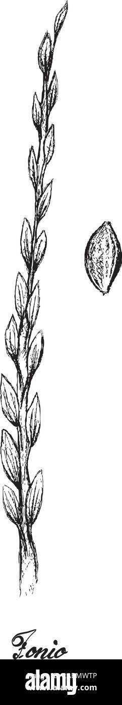 Illustration Hand Drawn Sketch of Bunch of Ripe Acha or Fonio Millets ...