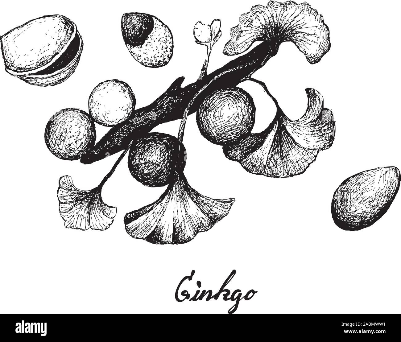 Herbal and Plant, Hand Drawn Illustration of Ginkgo Biloba, Ginkgo or ...