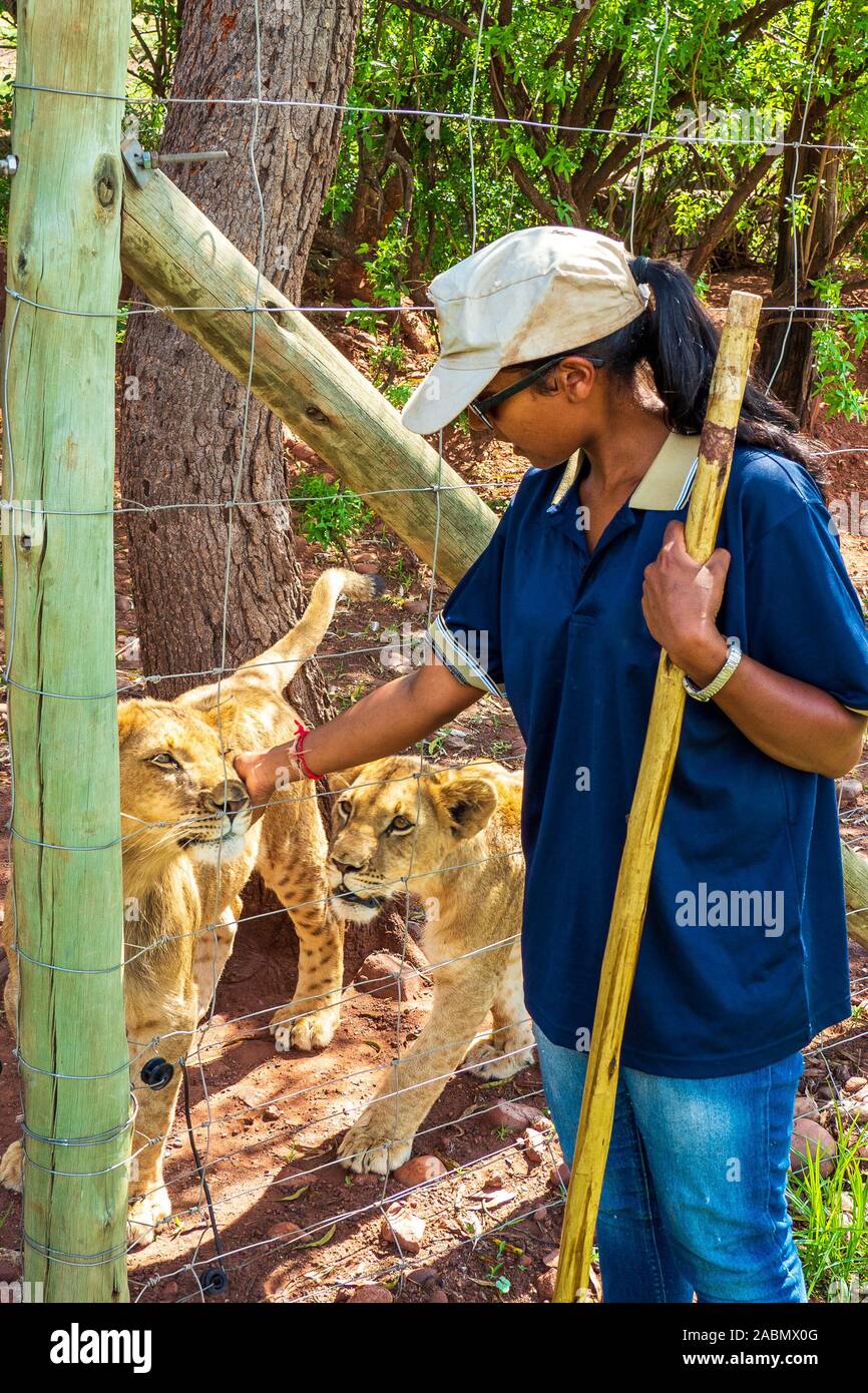 Female keeper touching and petting junior lions (Panthera leo) kept in ...
