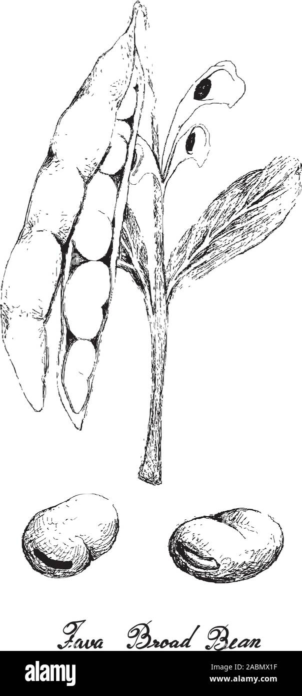 Field beans Black and White Stock Photos & Images - Alamy