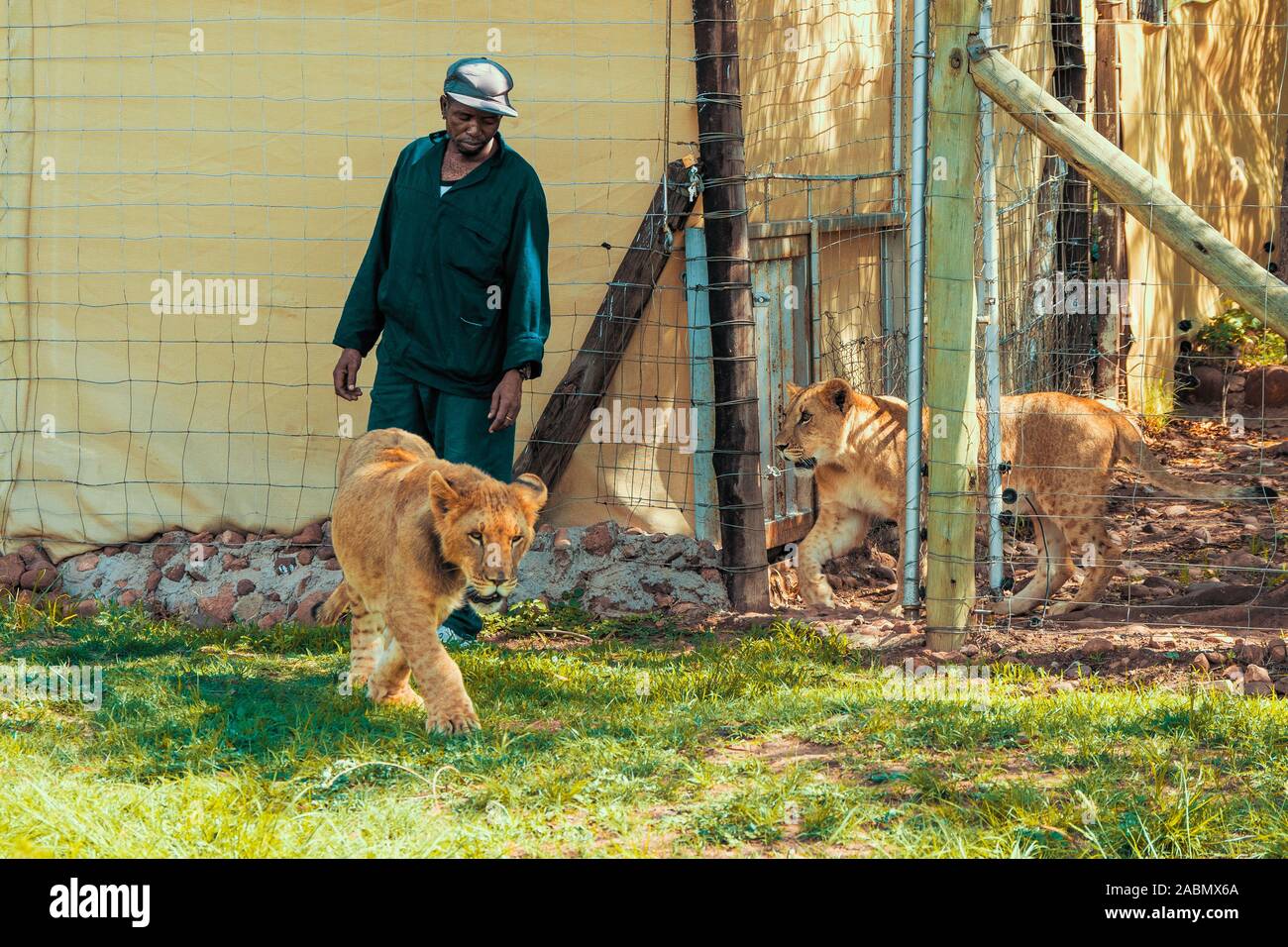 African keeper releasing two 8 month old junior lions from their ...