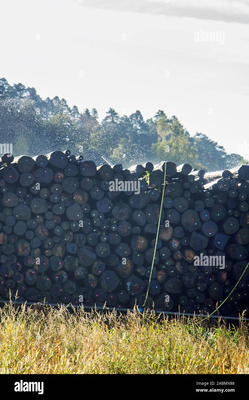 Lumberyard, depot for primary conversion. Water pile of logs. Sprinkler ...