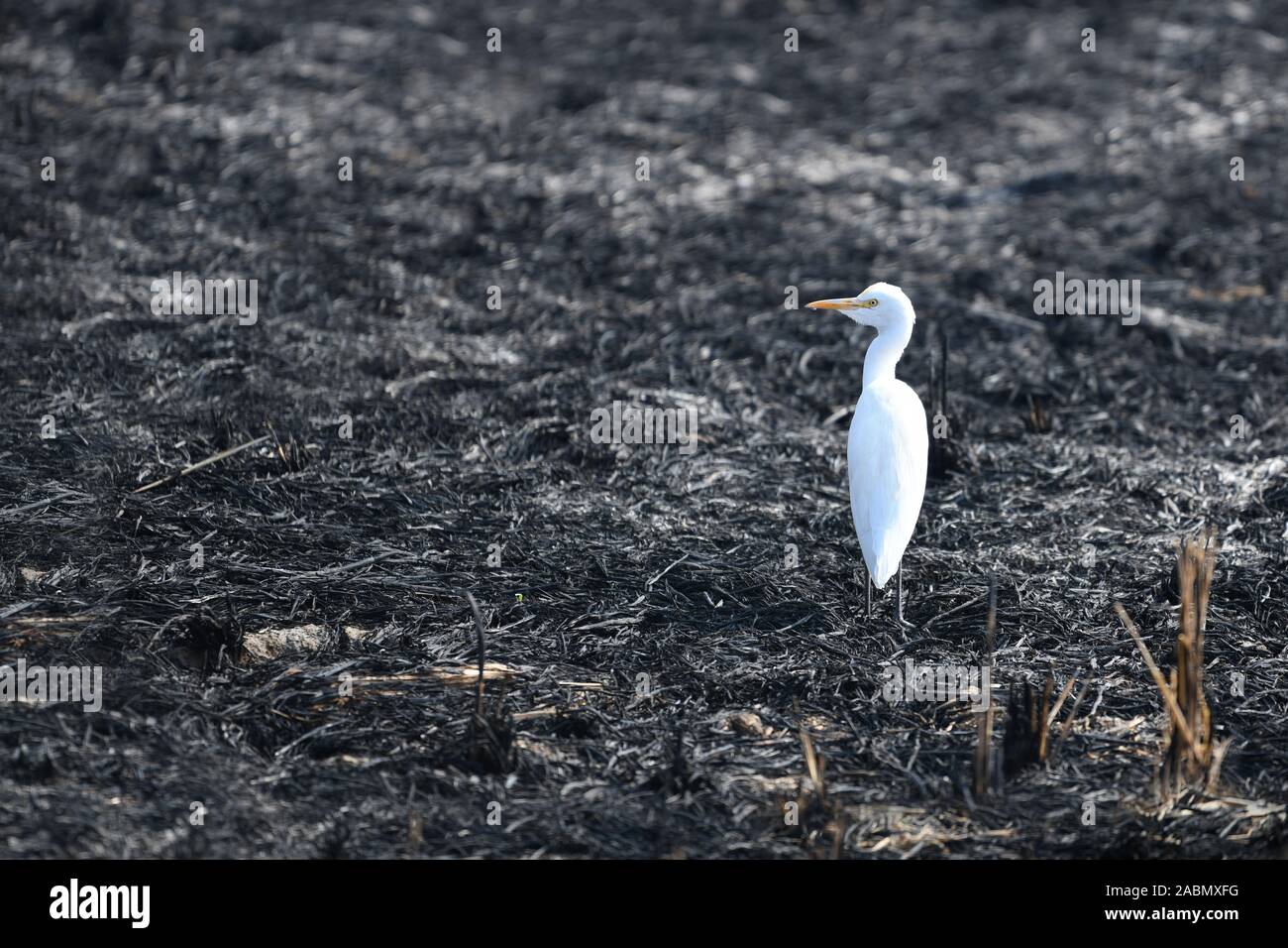Indian crane bird hi-res stock photography and images - Alamy