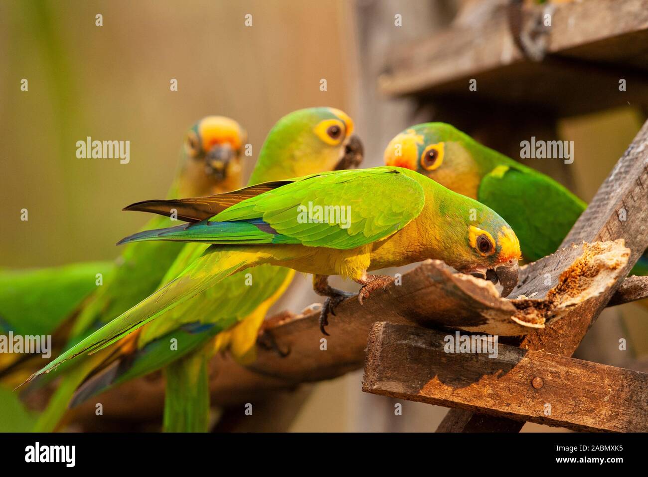 Aratinga aurea hi-res stock photography and images - Alamy