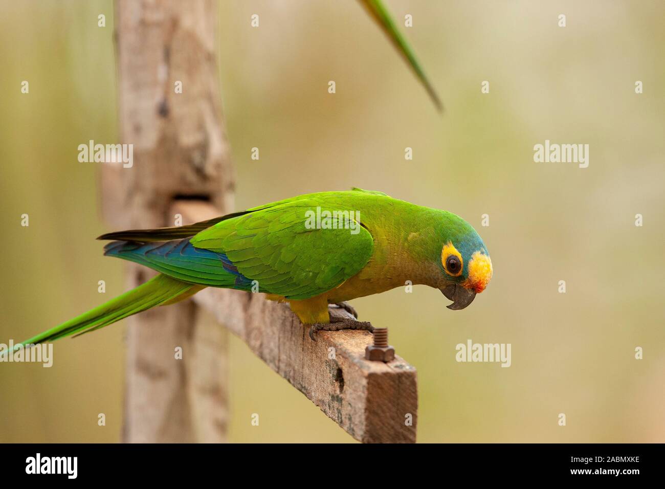 Aratinga aurea hi-res stock photography and images - Alamy