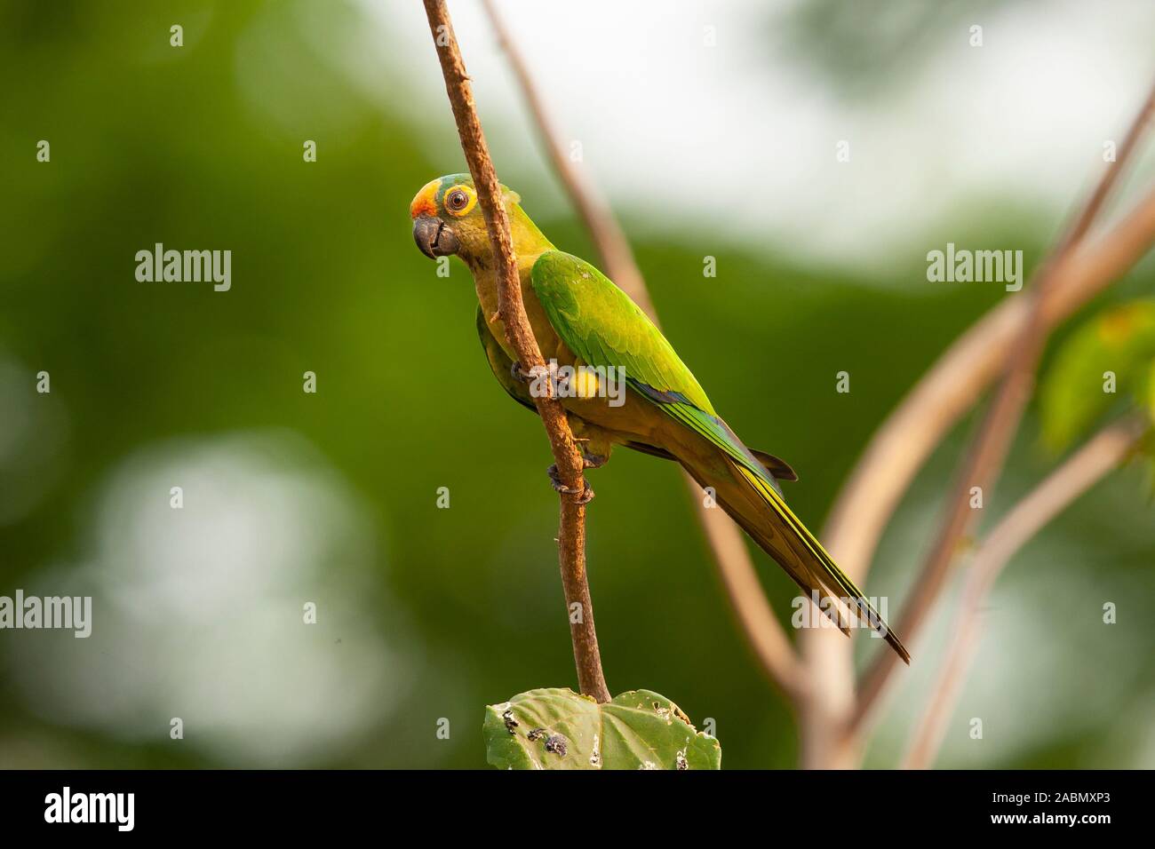 Aurea brazil hi-res stock photography and images - Alamy