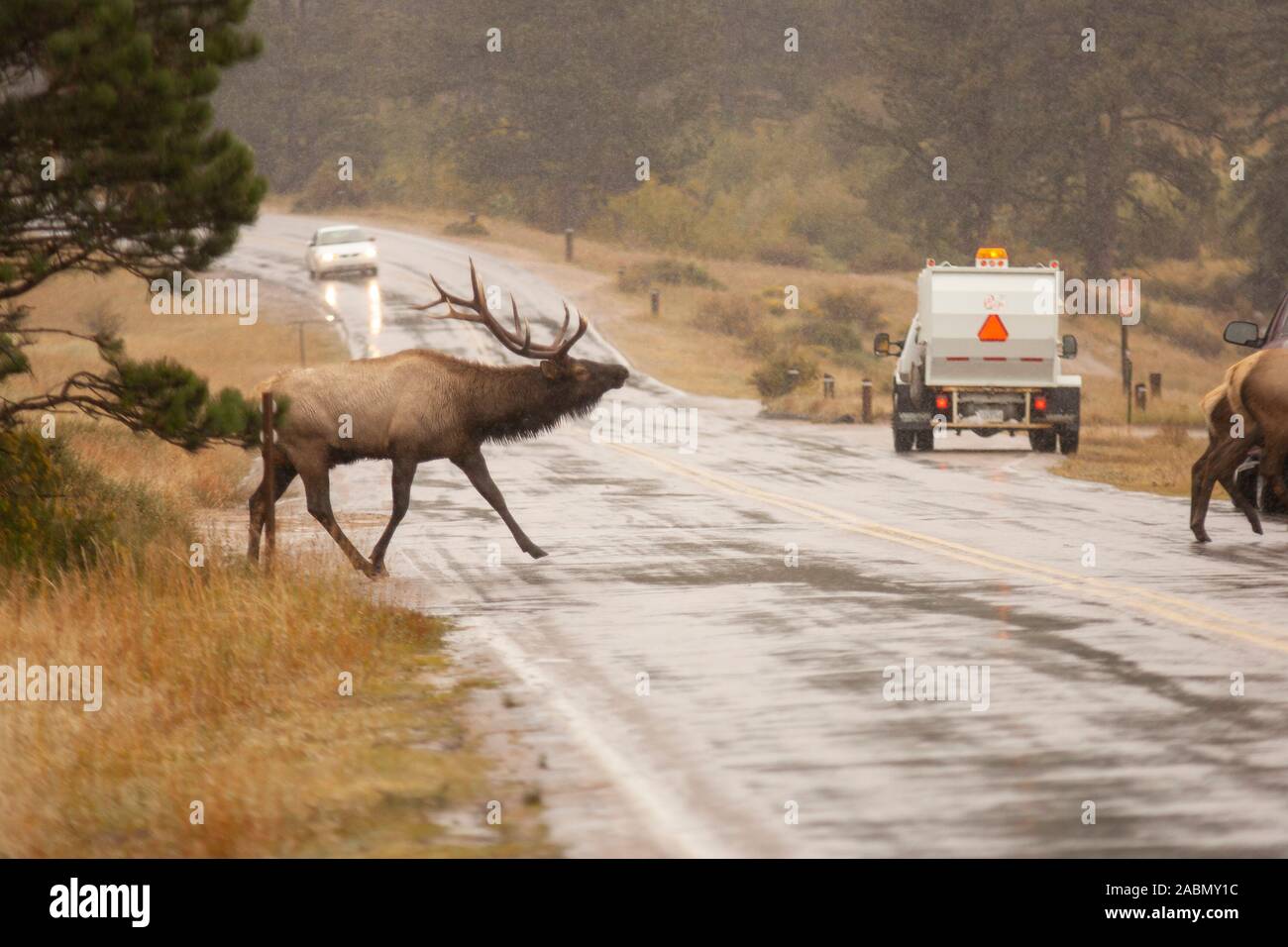 Bull elk crossing the road hi-res stock photography and images - Alamy