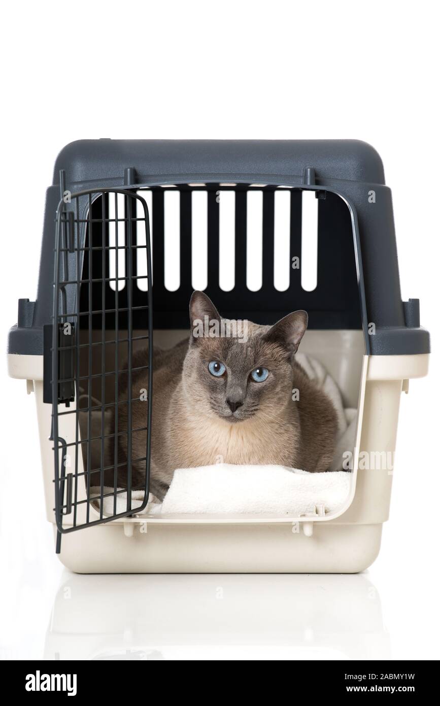 Adult tonkanese cat isolated on white background Stock Photo - Alamy