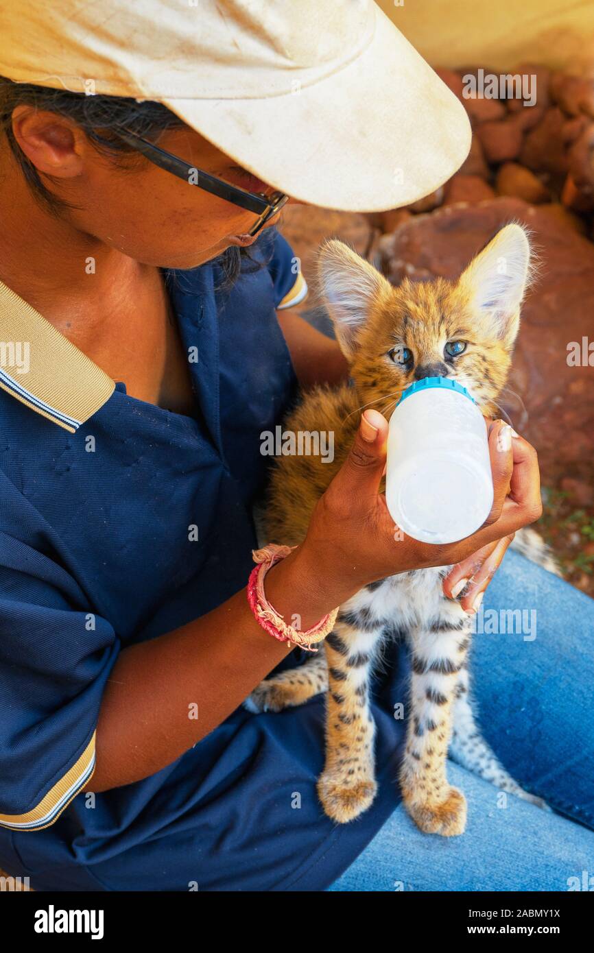 2 month old serval kitten (Leptailurus serval) being fed with a milk ...