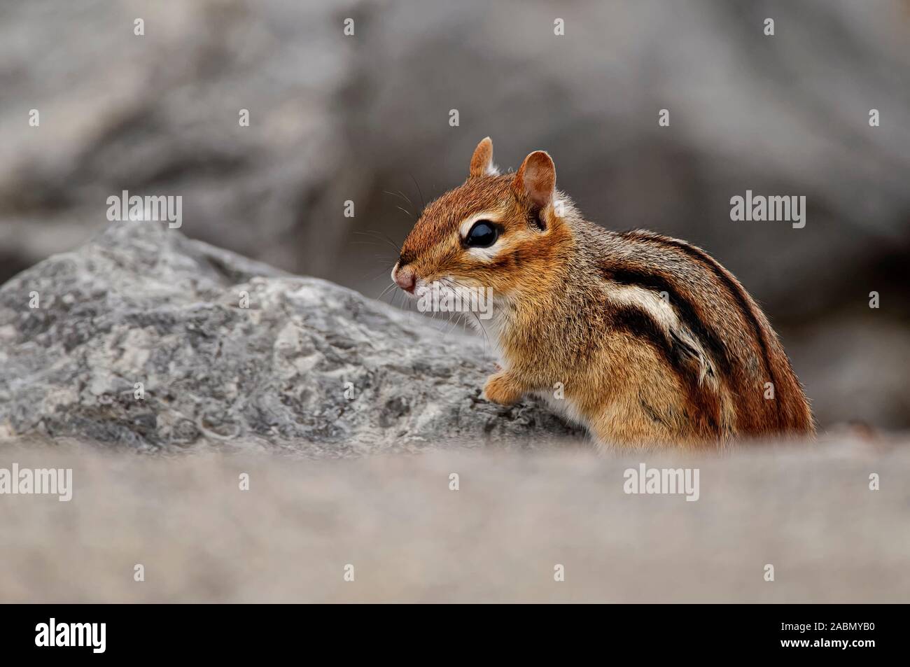 Chipmunk images hi-res stock photography and images - Alamy