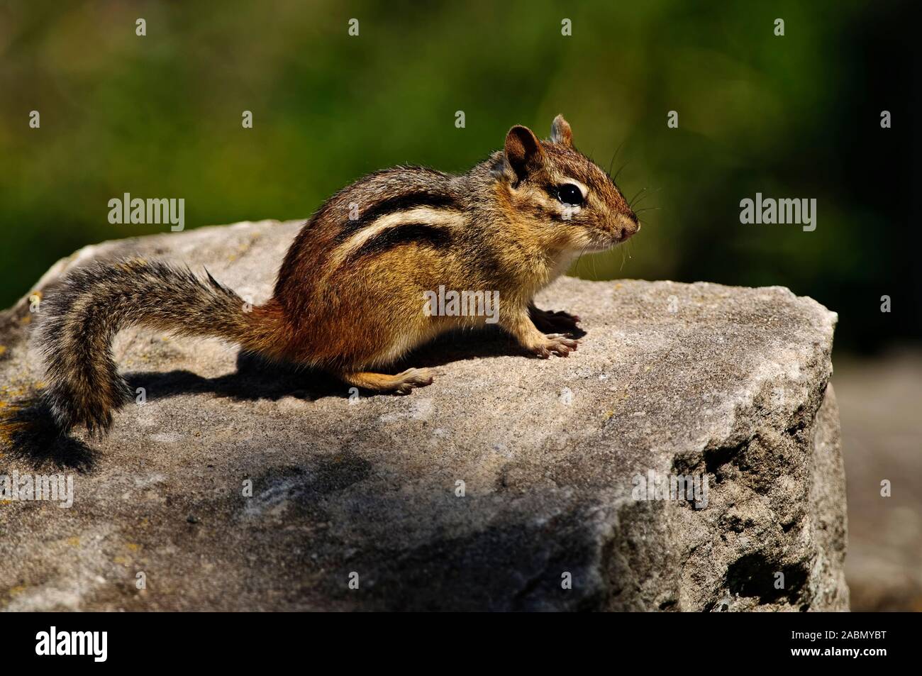 Eastern chipmunk photography hi-res stock photography and images - Alamy