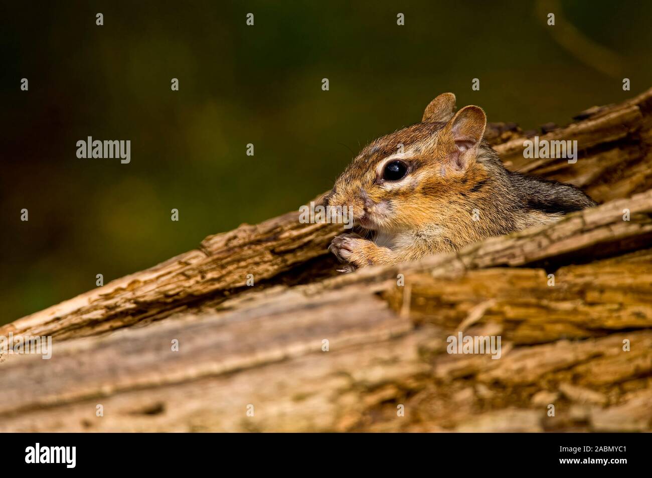 Pictures chipmunk hi-res stock photography and images - Alamy