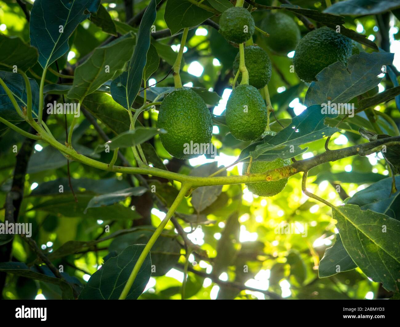 Hass avocado tree hanging hi-res stock photography and images - Alamy