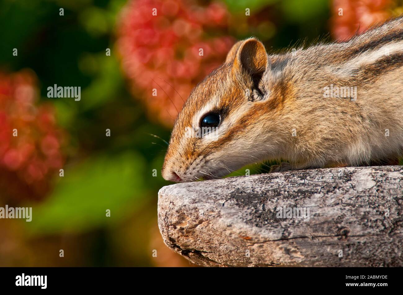 Chipmunk pictures hi-res stock photography and images - Alamy