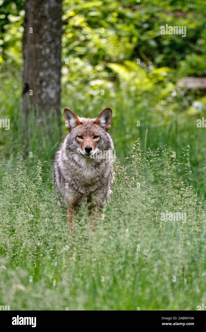 Coyote standing in tall green grass Stock Photo - Alamy