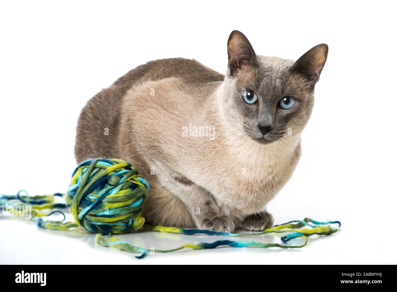 Adult tonkanese cat isolated on white background Stock Photo - Alamy