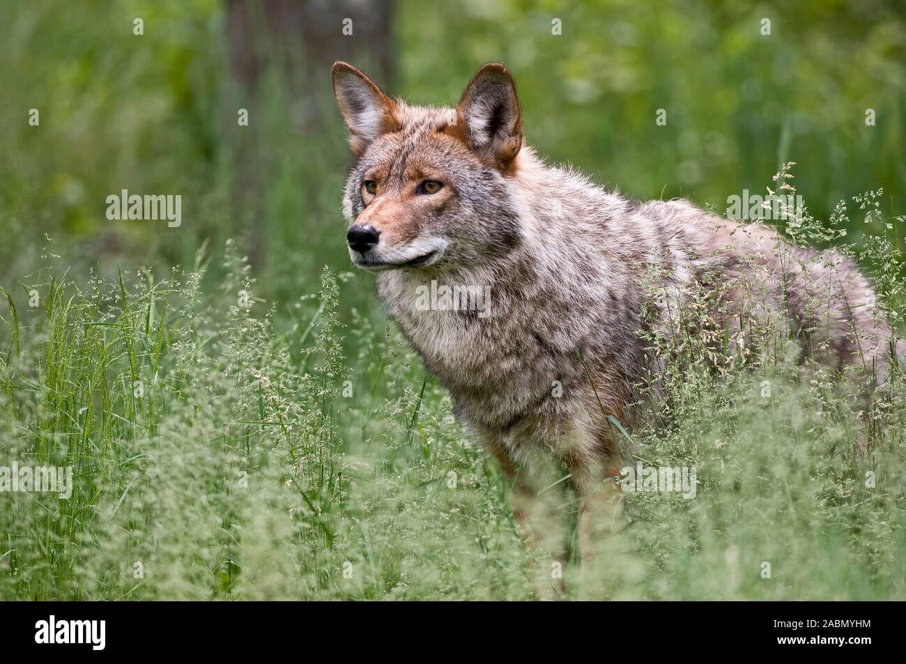 Coyote standing in the tall green grass Stock Photo - Alamy