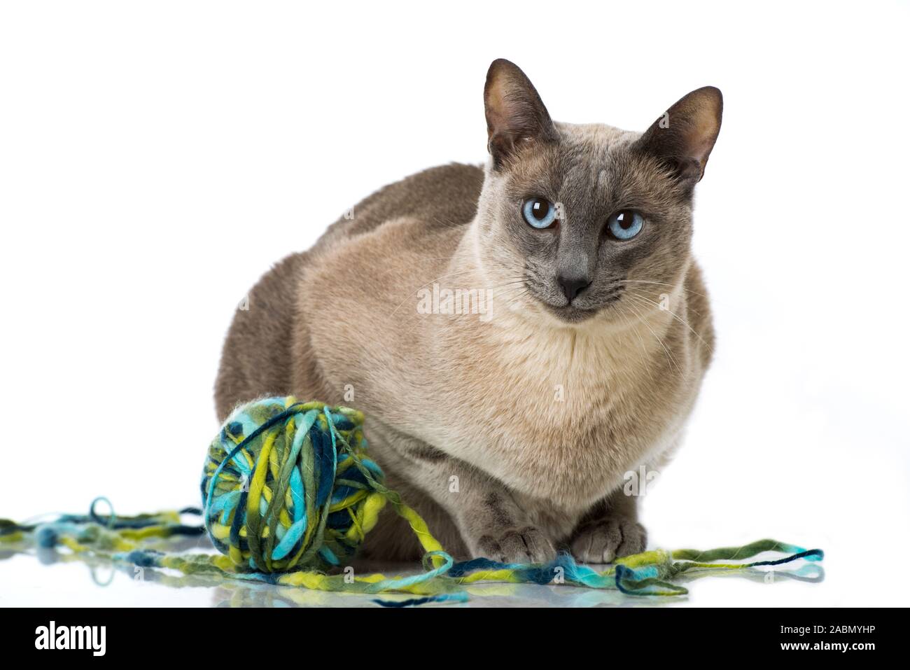 Adult tonkanese cat isolated on white background Stock Photo - Alamy